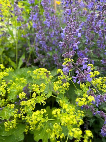 Augalai - Parduotuvė - Vilkijos medelynas